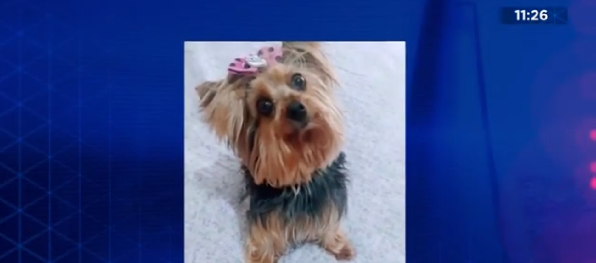 Mulher grávida está a procura de sua cachorrinha chamada Suri