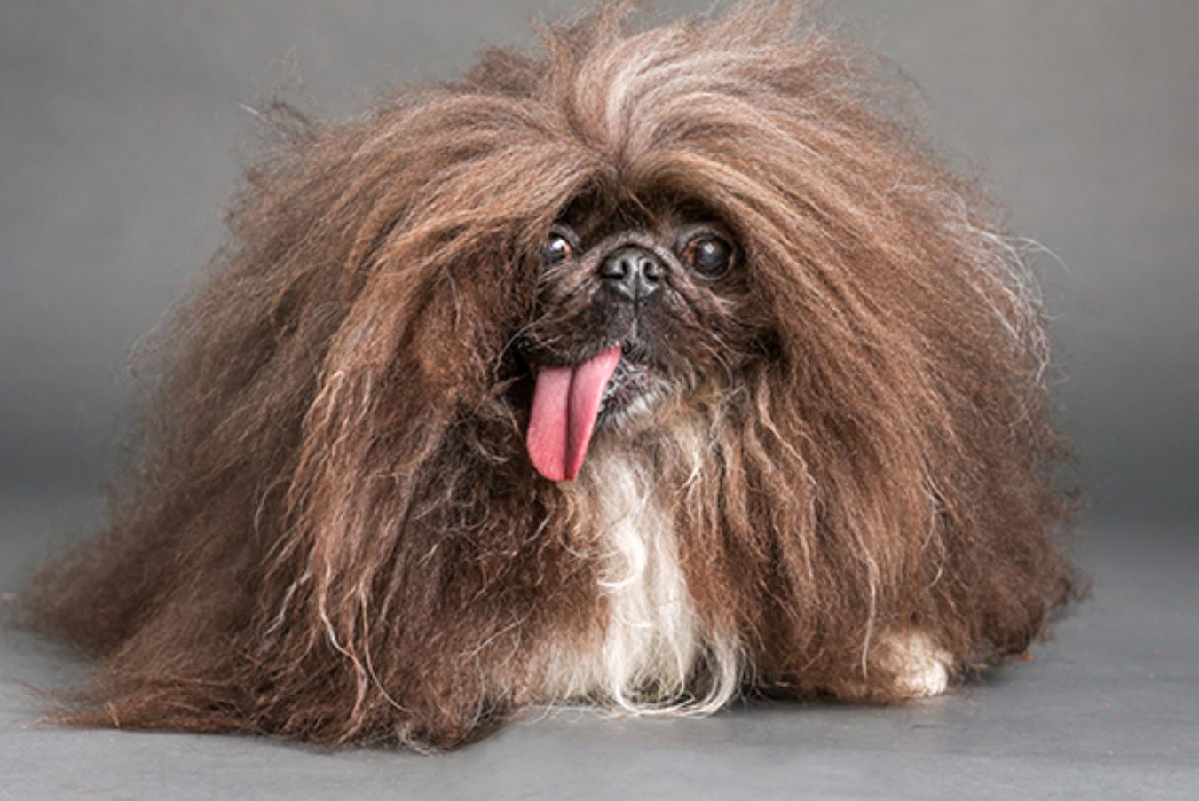 Concurso do cachorro mais feio do mundo elege pequinês como vencedor
