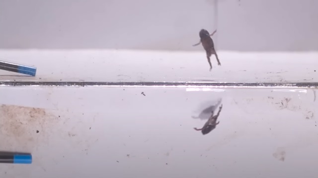 Sapinhos perdem equilíbrio ao saltar por causa de processo evolutivo ...