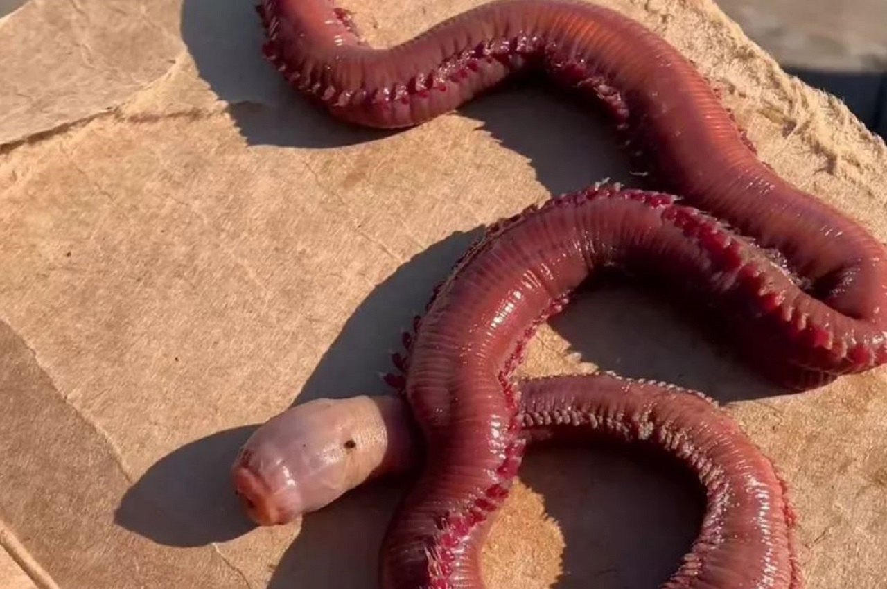 Verme carnívoro bizarro é encontrado em praia dos EUA