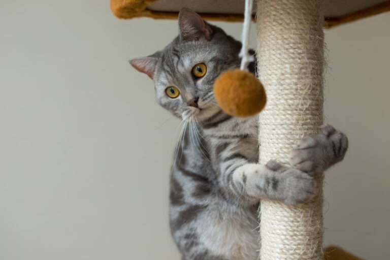 Dia do Gato: confira 9 curiosidades sobre os felinos