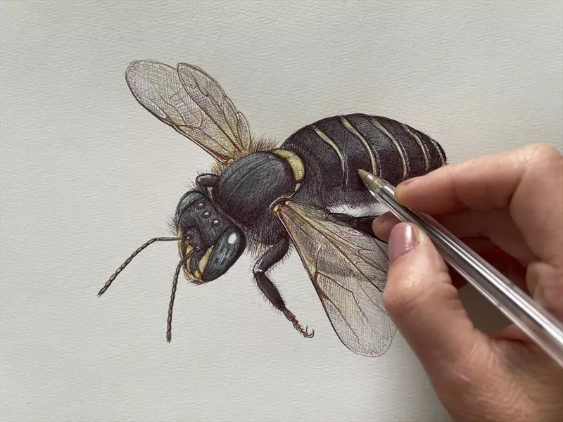 Jardim Botânico recebe exposição de ilustrações de abelhas Jardim Botânico recebe exposição de ilustrações de abelhas