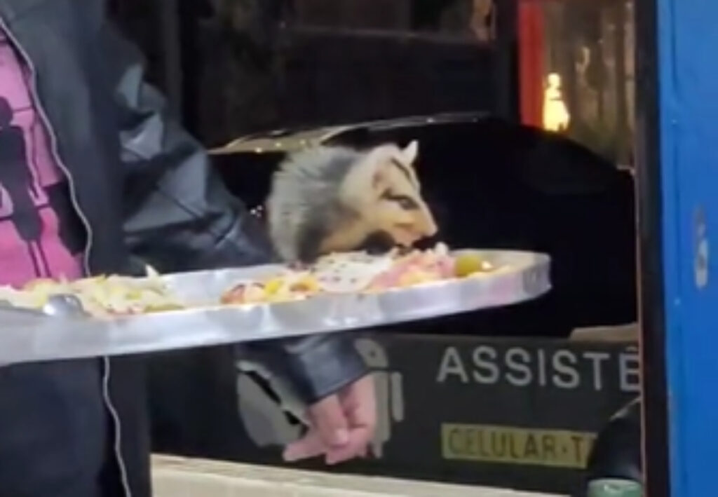 Gambá cai em cima de pizza durante festa de aniversário em Curitiba ...
