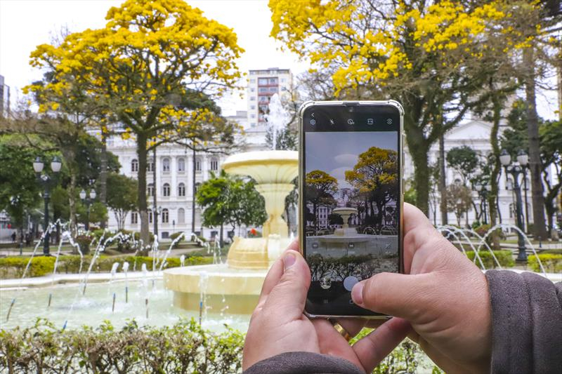 Onde encontrar ipês amarelos em Curitiba?