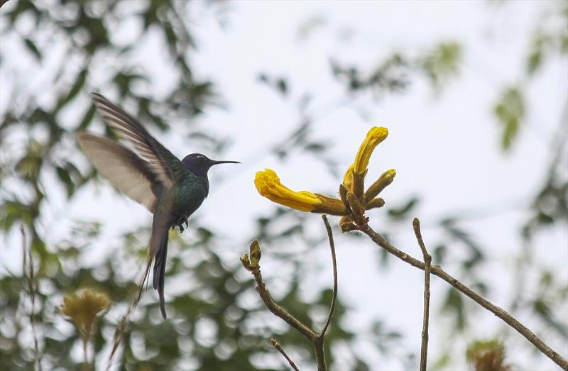 Onde encontrar ipês amarelos em Curitiba?