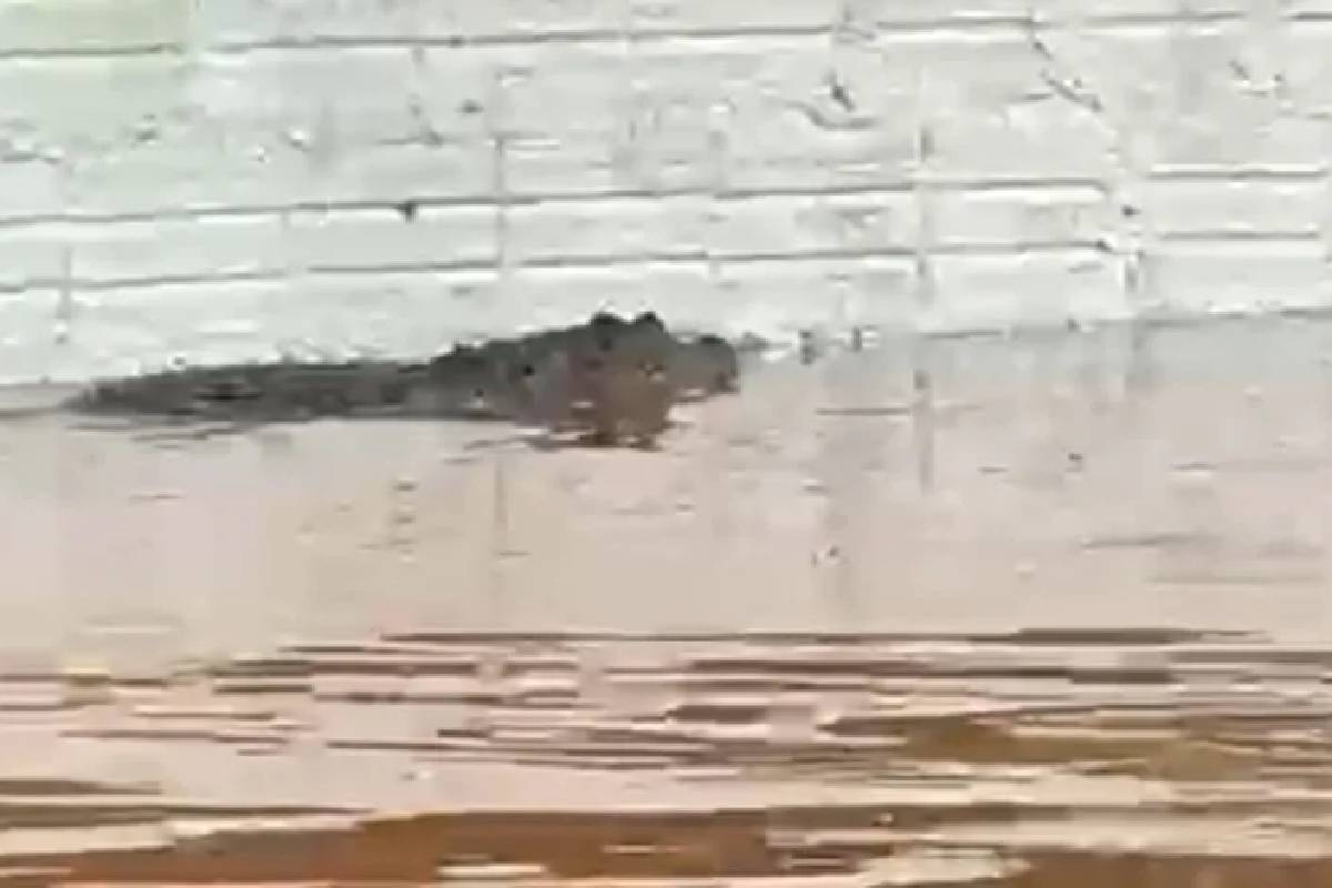 Jacaré aparece em ruas alagadas de Porto Alegre: assista