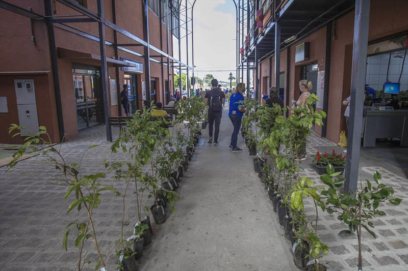 Regionais distribuem 7 mil mudas nativas a partir de segunda em Curitiba