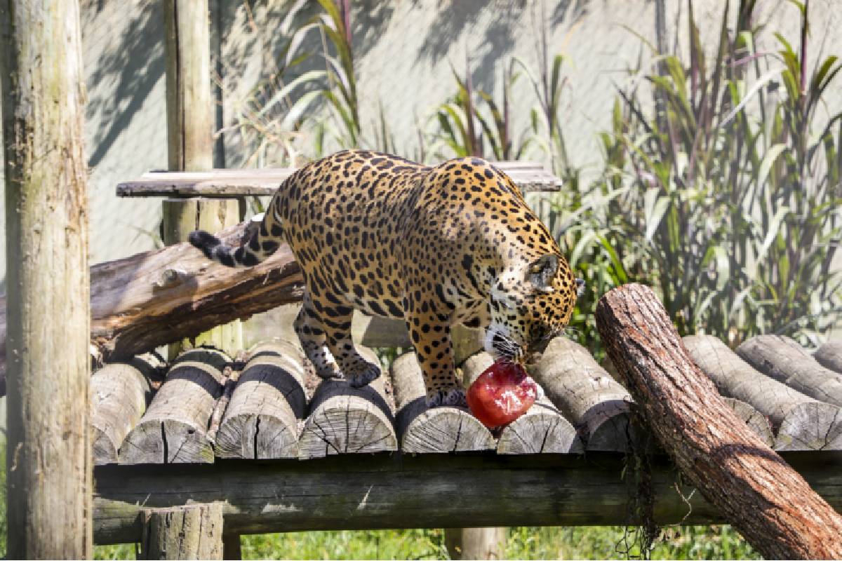 Calorão: animais do Zoológico de Curitiba se refrescam com picolé