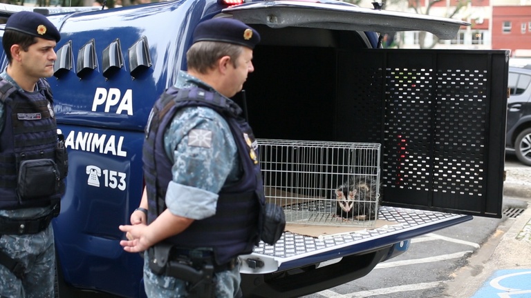 Animal silvestre é resgatado na Câmara de Curitiba e solto na APA do ...