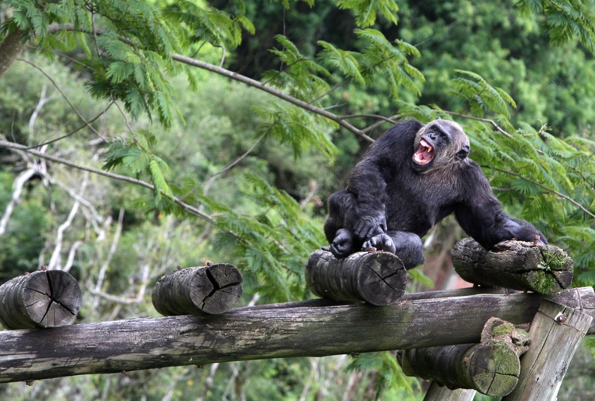 Zoológico de Curitiba terá atividades especiais nas férias escolares