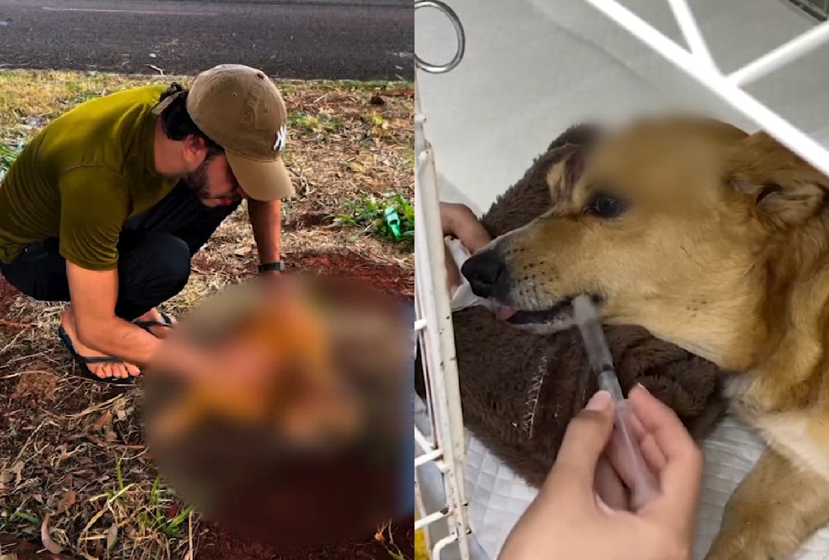 Cachorro é agredido com paulada e abandonado na rua: vídeo