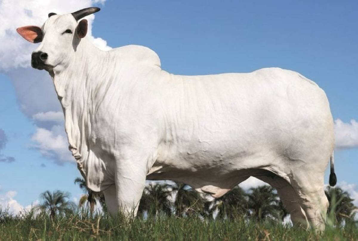 Conheça a vaca mais cara do mundo vendida por R$ 54 milhões