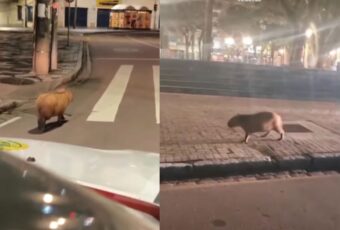 Capivara “dá rolê” noturno pelo centro de Curitiba; veja vídeo