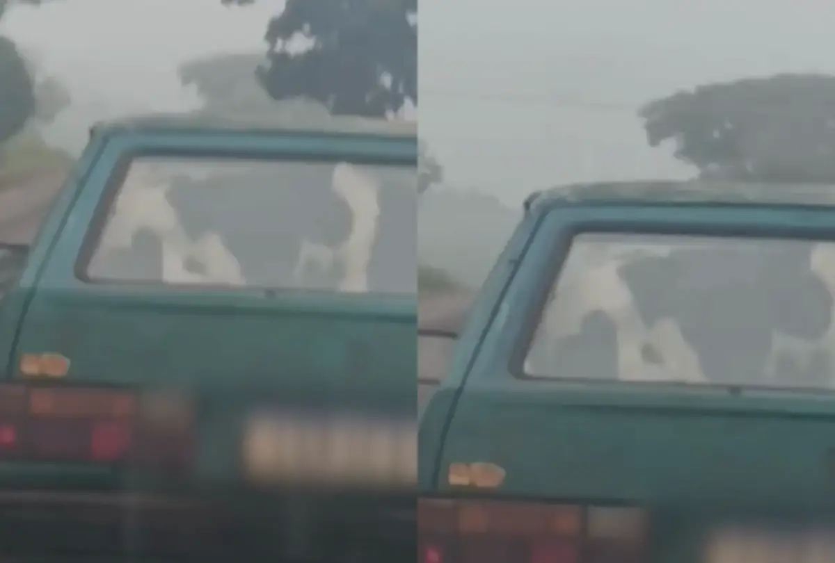 Vídeo flagra bezerro no banco traseiro de carro antigo no Paraná