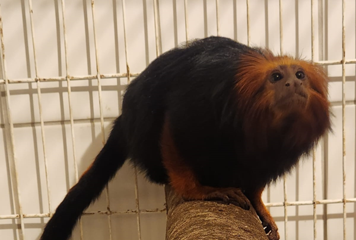 Zoológico de Curitiba recebe fêmea de mico-leão-da-cara-dourada